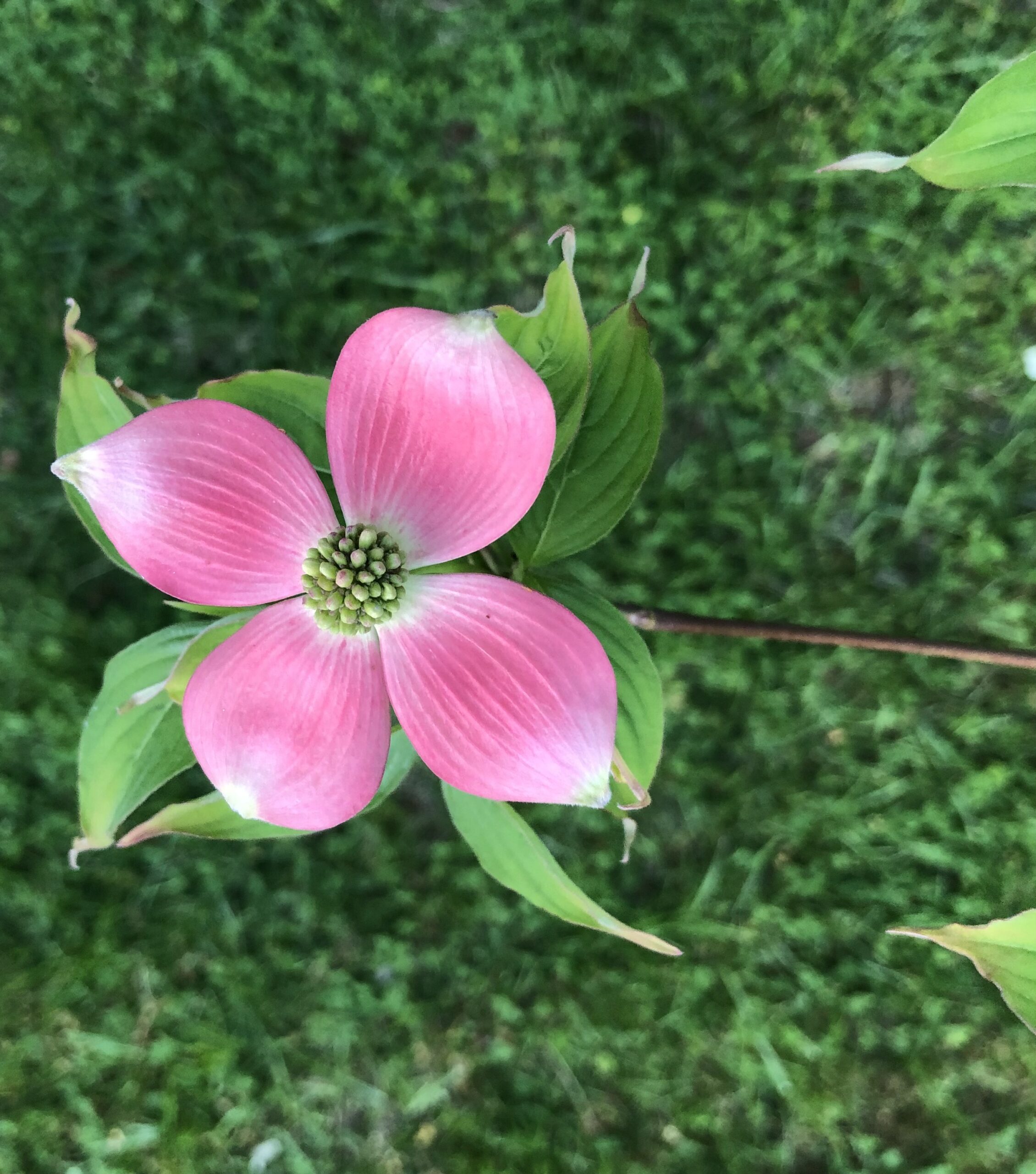 Harry D. Forsyth Fellowship for the Visual Arts | VCCA